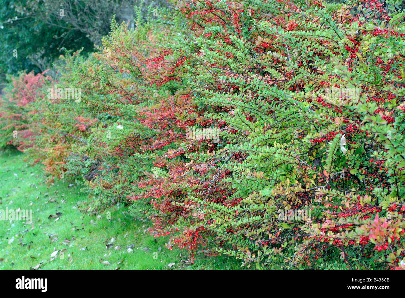 BERBERIS WILSONII GROWN AS A HEDGE Stock Photo - Alamy