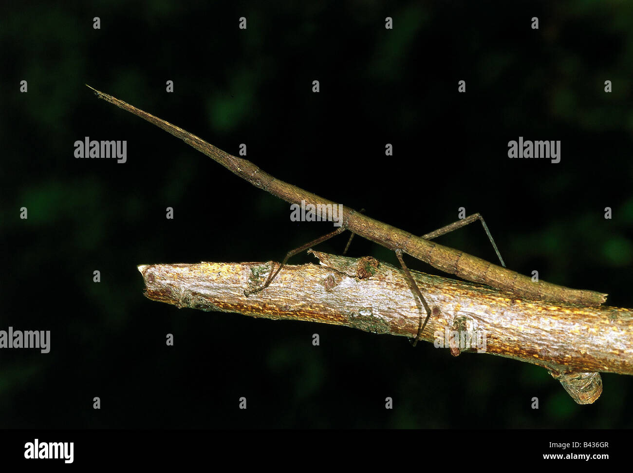 Phasmatodea camouflage hi-res stock photography and images - Alamy