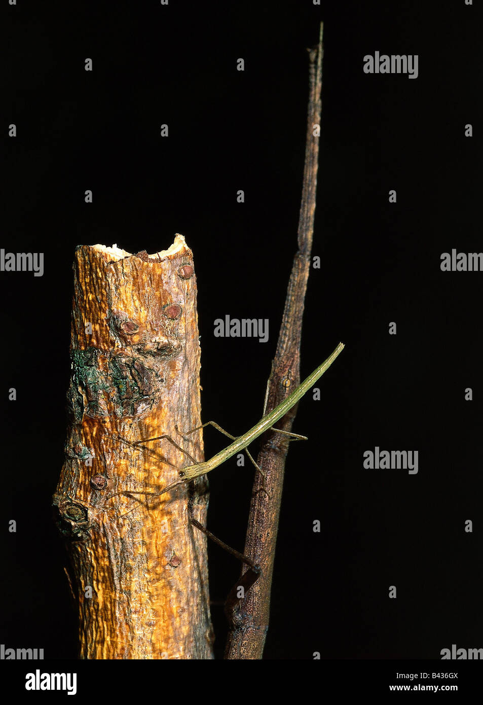 Gy animals hi-res stock photography and images - Alamy