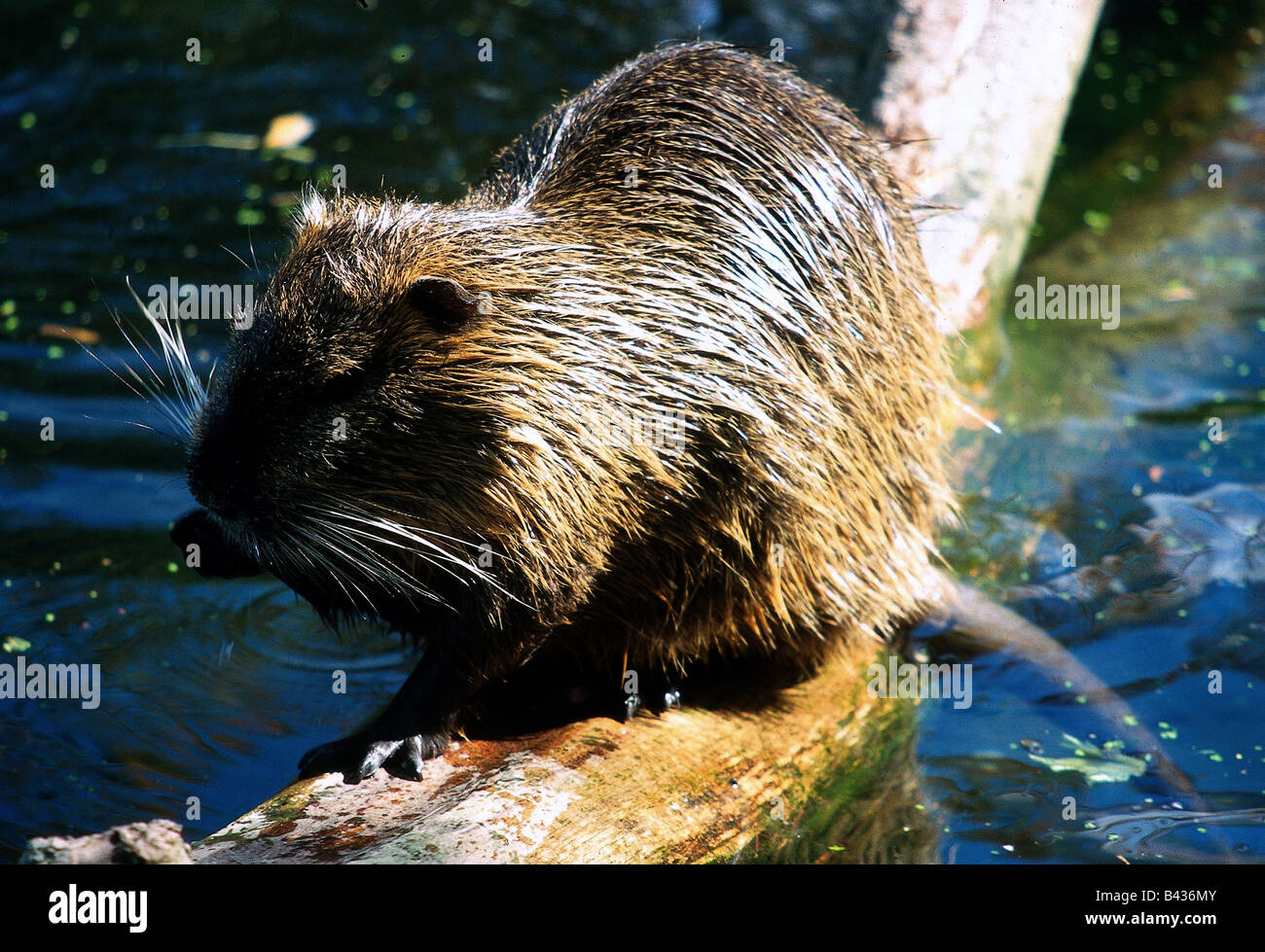 zoology / animals, mammal / mammalian, Coypu, (Myocastor coyphus ...