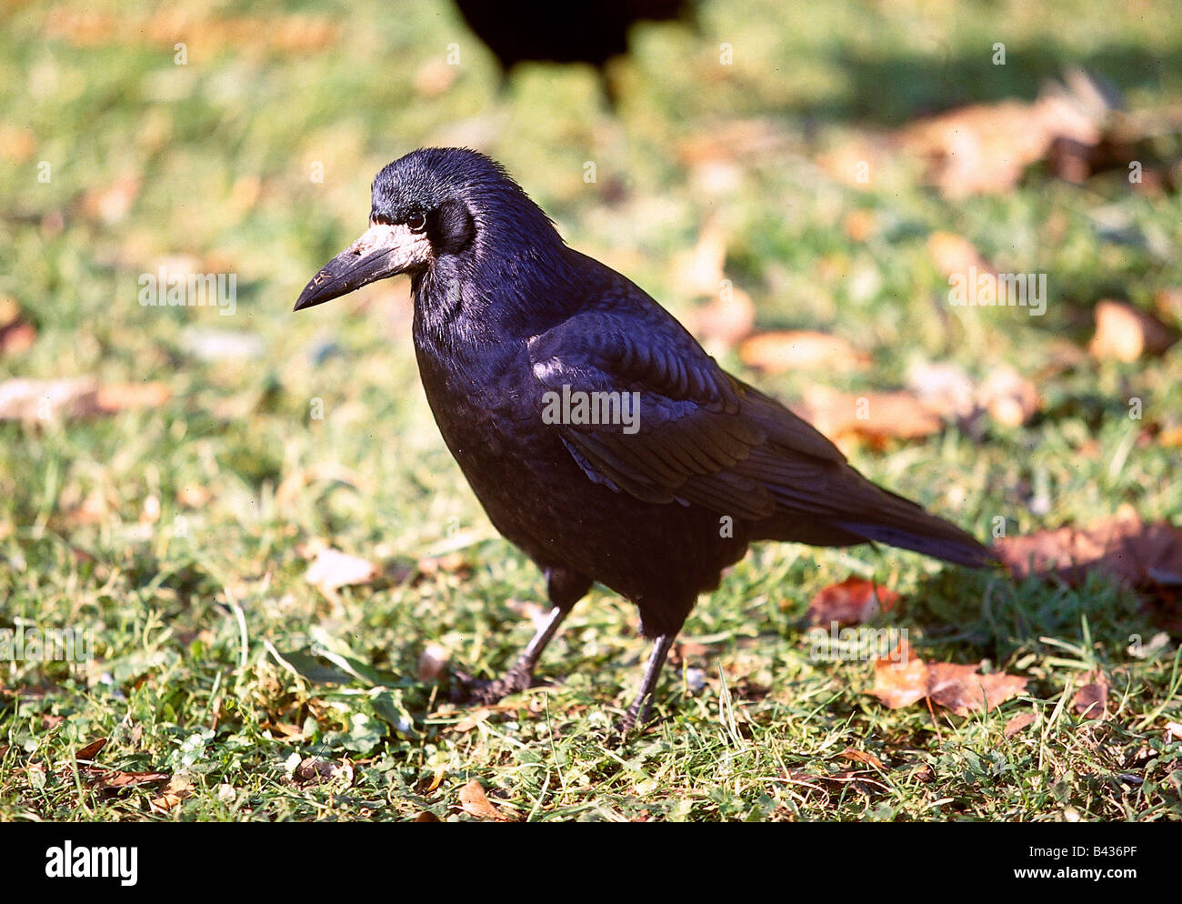 Corvus frugilegus grass hi-res stock photography and images - Alamy