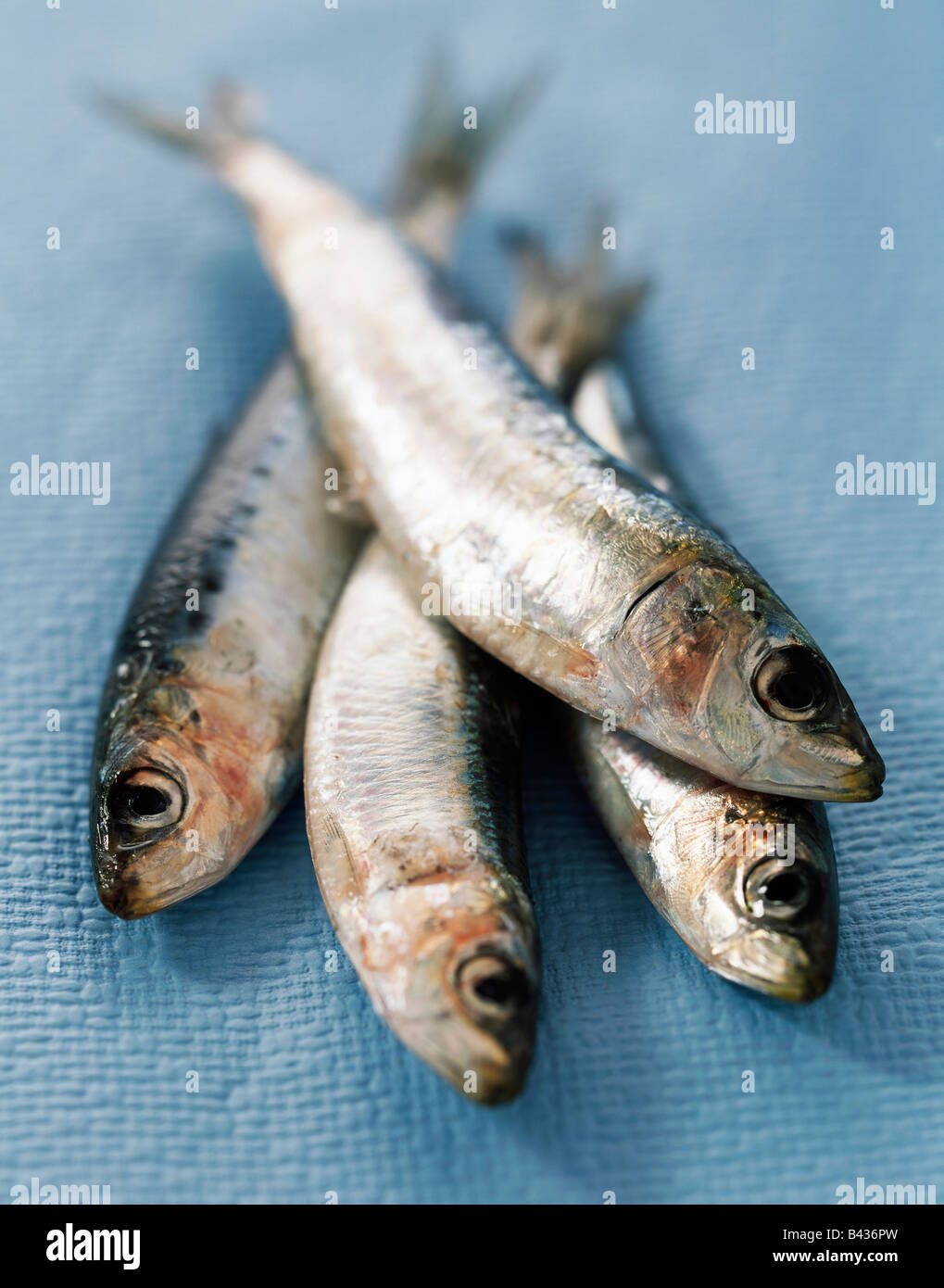 Four sardines hi-res stock photography and images - Alamy