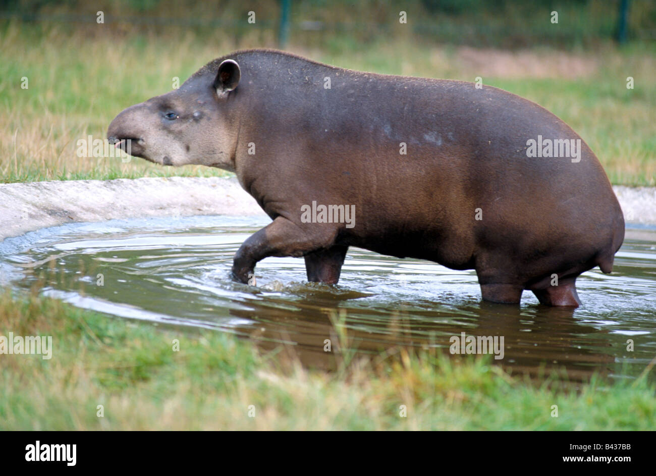 Tapir standing hi-res stock photography and images - Alamy