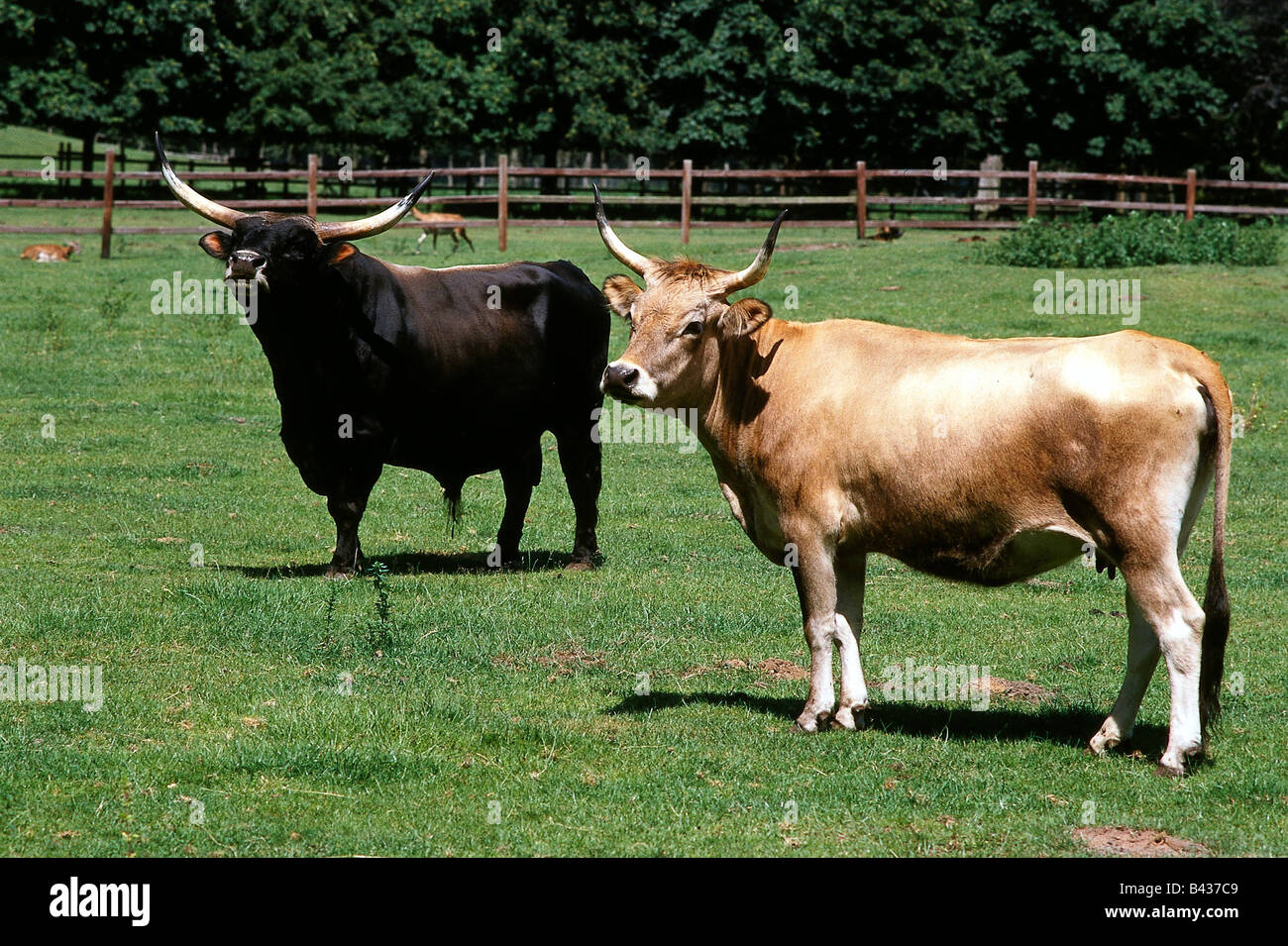 zoology / animals, mammal / mammalian, cattle, Aurochs, (Bos ...