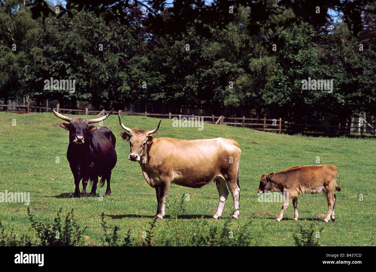 Aurochs horns hi-res stock photography and images - Alamy