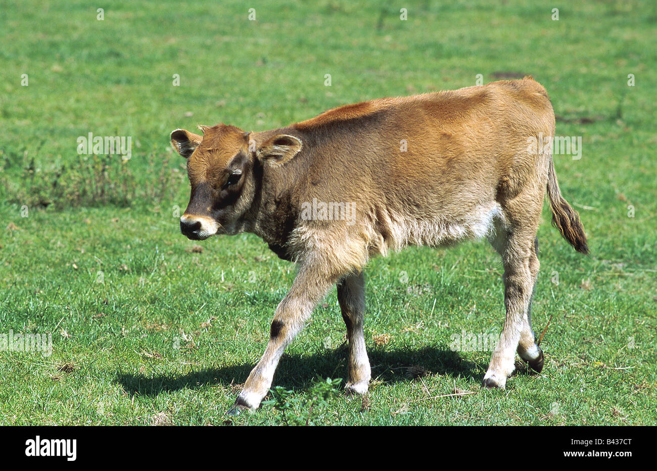 zoology / animals, mammal / mammalian, cattle, Aurochs, (Bos ...