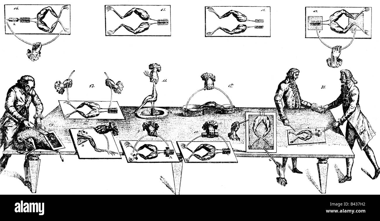 Electricity galvani frog hi-res stock photography and images - Alamy