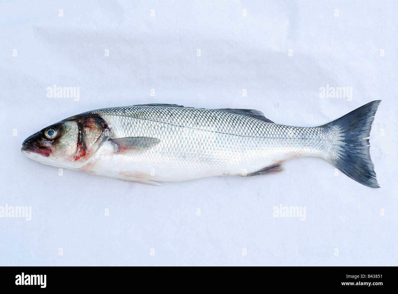 Silver bass hi-res stock photography and images - Alamy