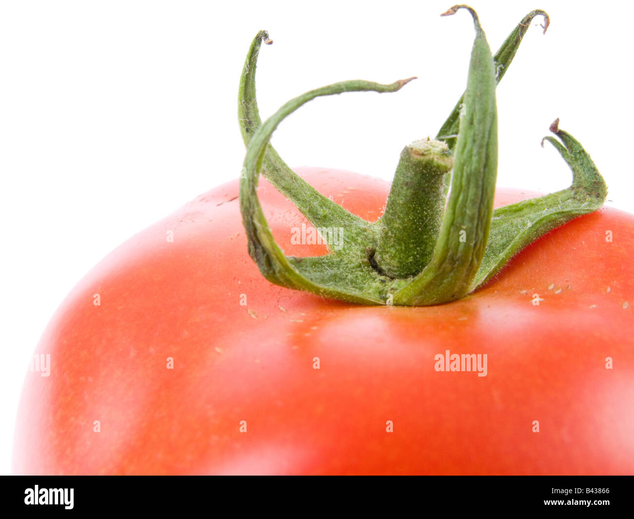 Tomato leafs hi-res stock photography and images - Alamy