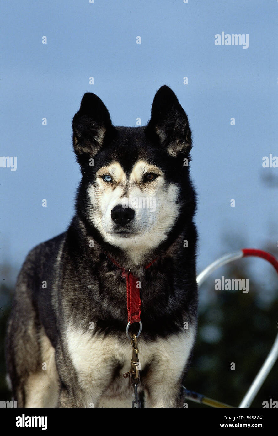 zoology / animals, mammal / mammalian, dogs, (Canis lupus familiaris ...