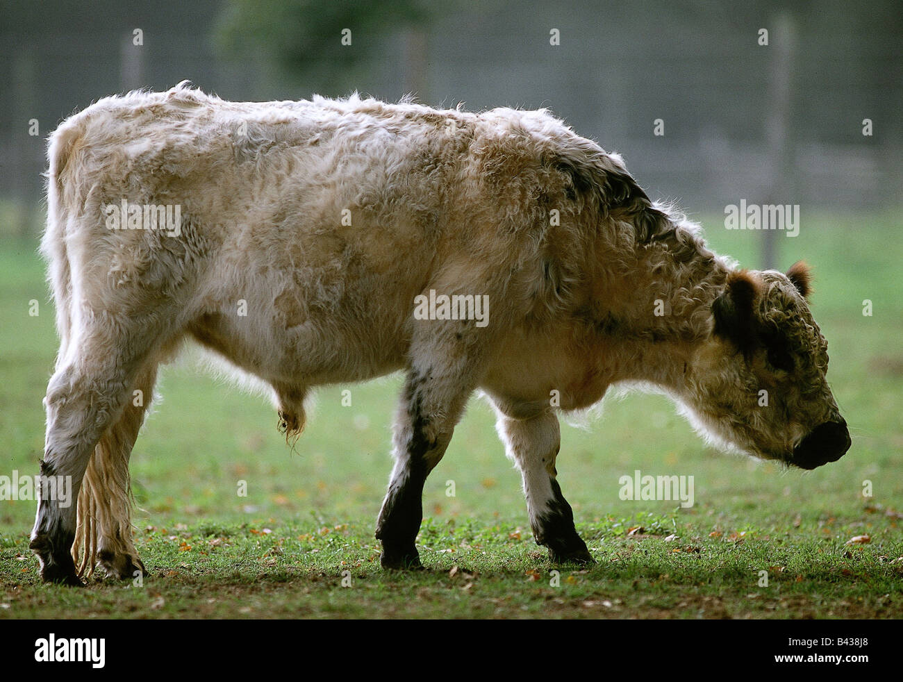 zoology / animals, mammal / mammalian, cattle, (Bos), domestic cattle ...