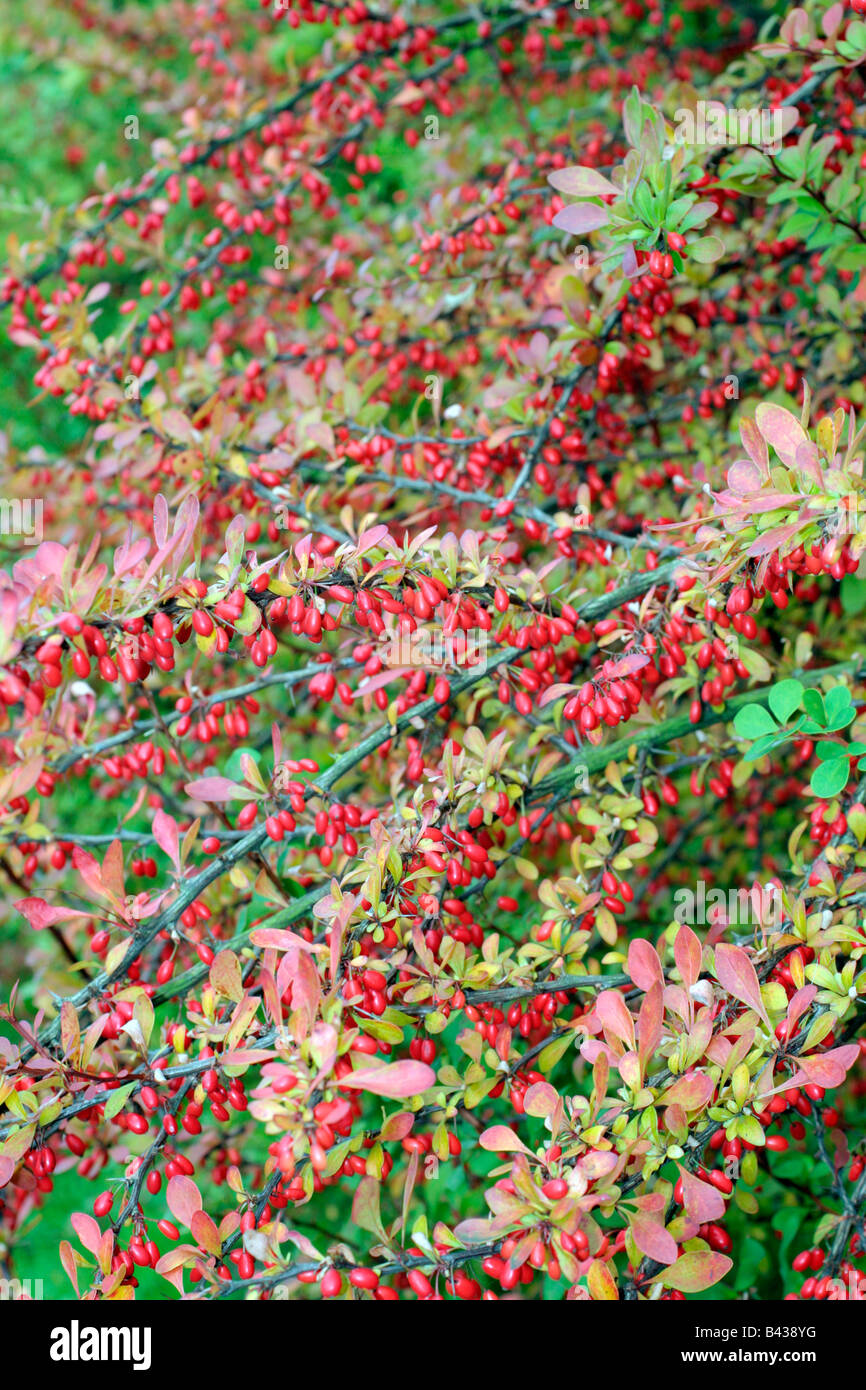 Wilsonii hi-res stock photography and images - Alamy