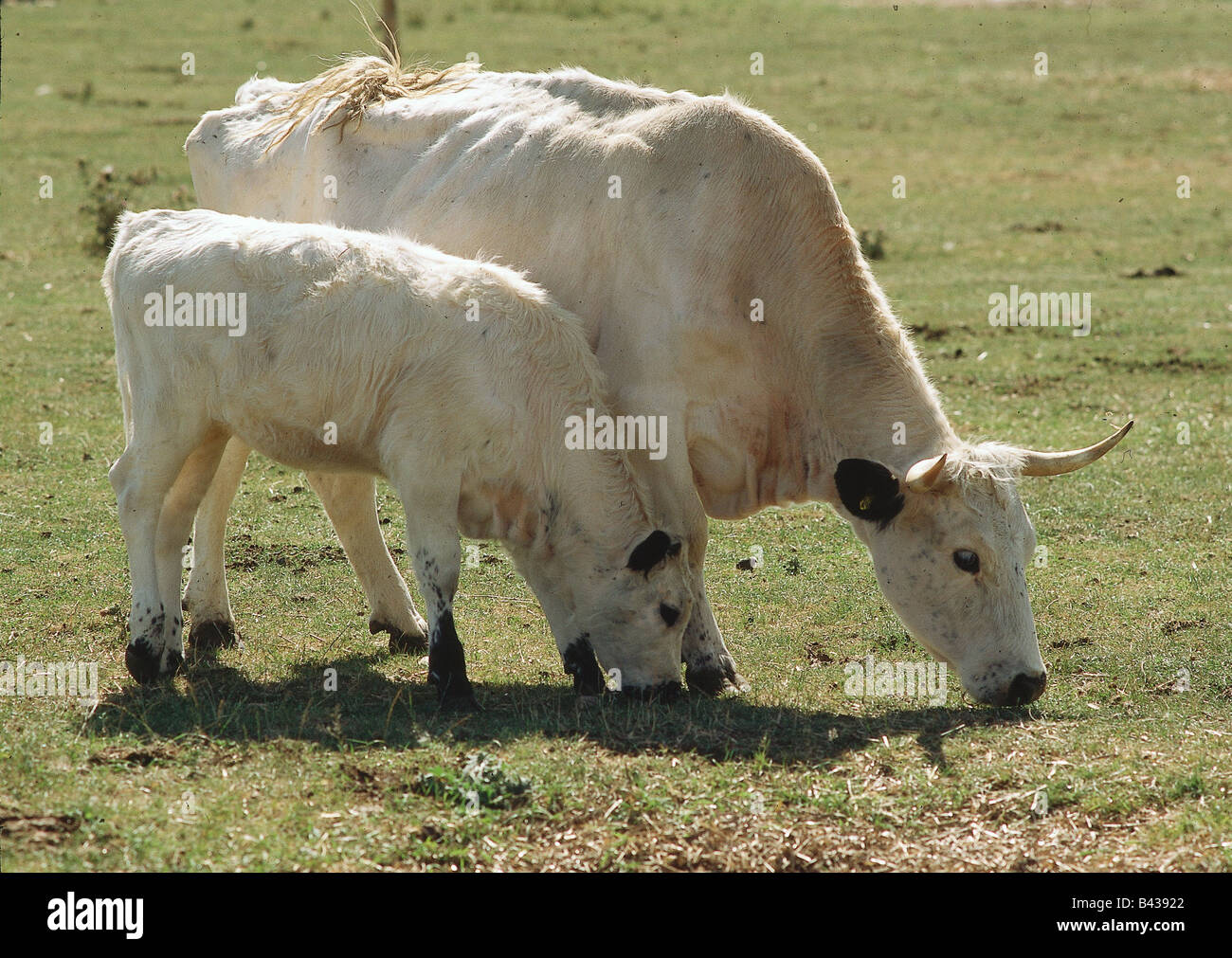 Bos primigenius forma tau hi-res stock photography and images - Alamy