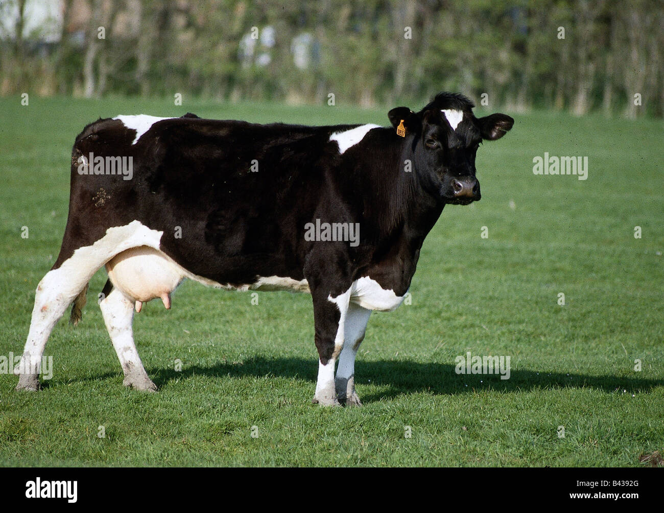 German black pied cattle hi-res stock photography and images - Alamy