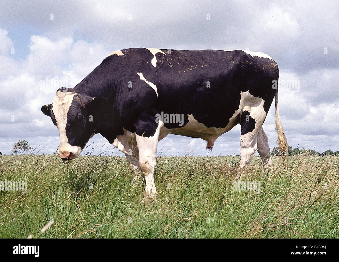 German black pied cattle hi-res stock photography and images - Alamy
