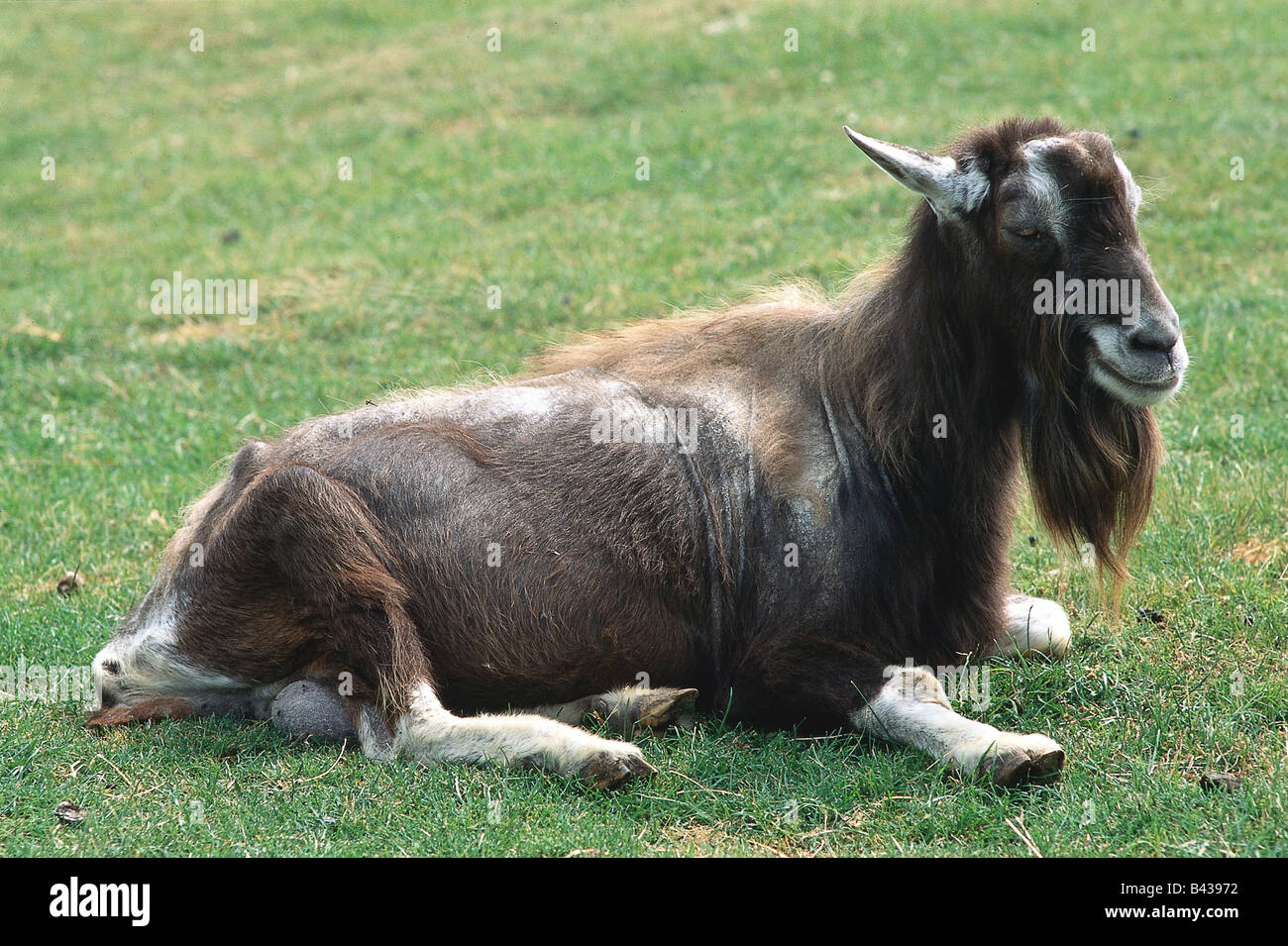 Tuhringerwald goat hi-res stock photography and images - Alamy