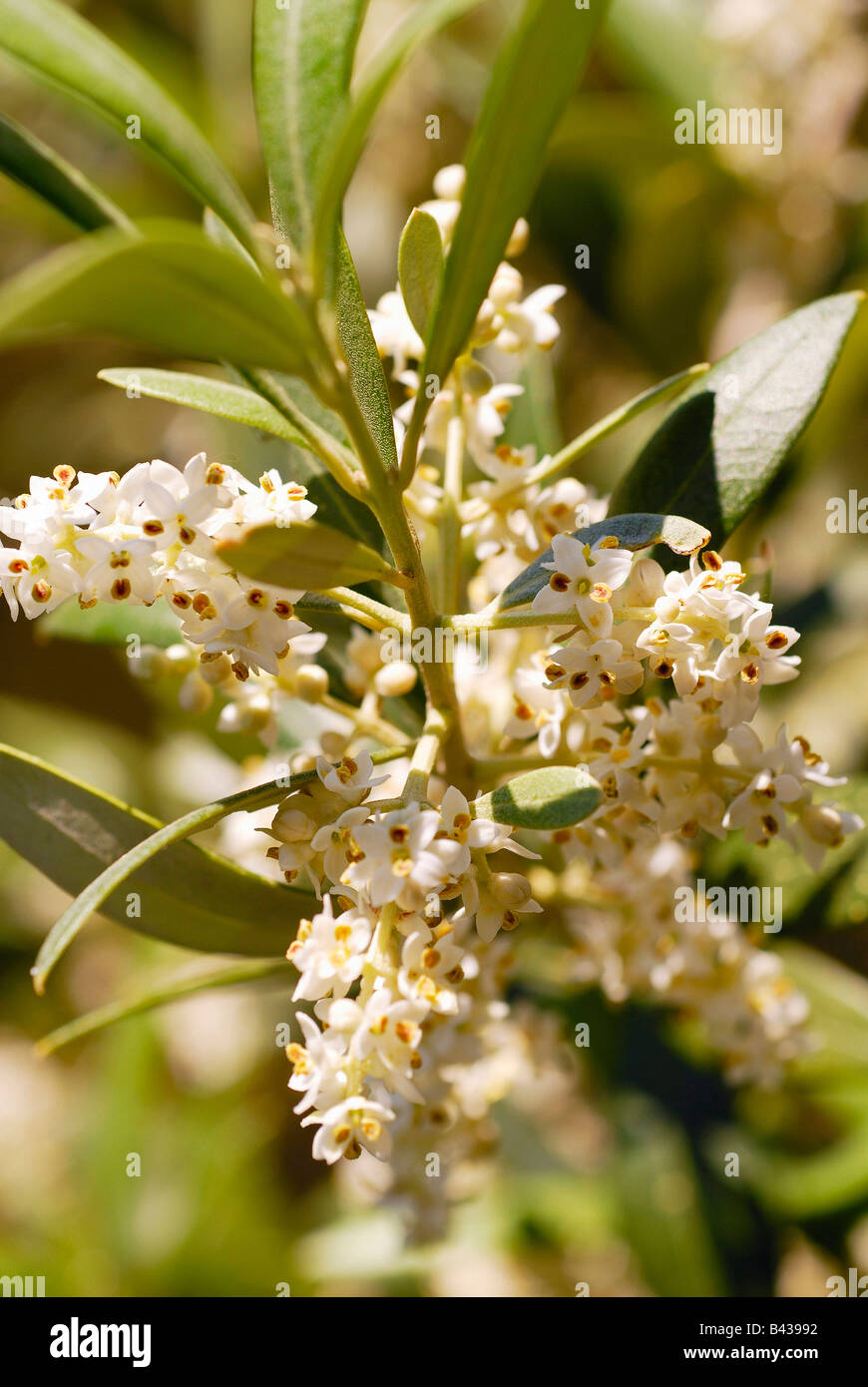 Olive tree in flower Stock Photo - Alamy