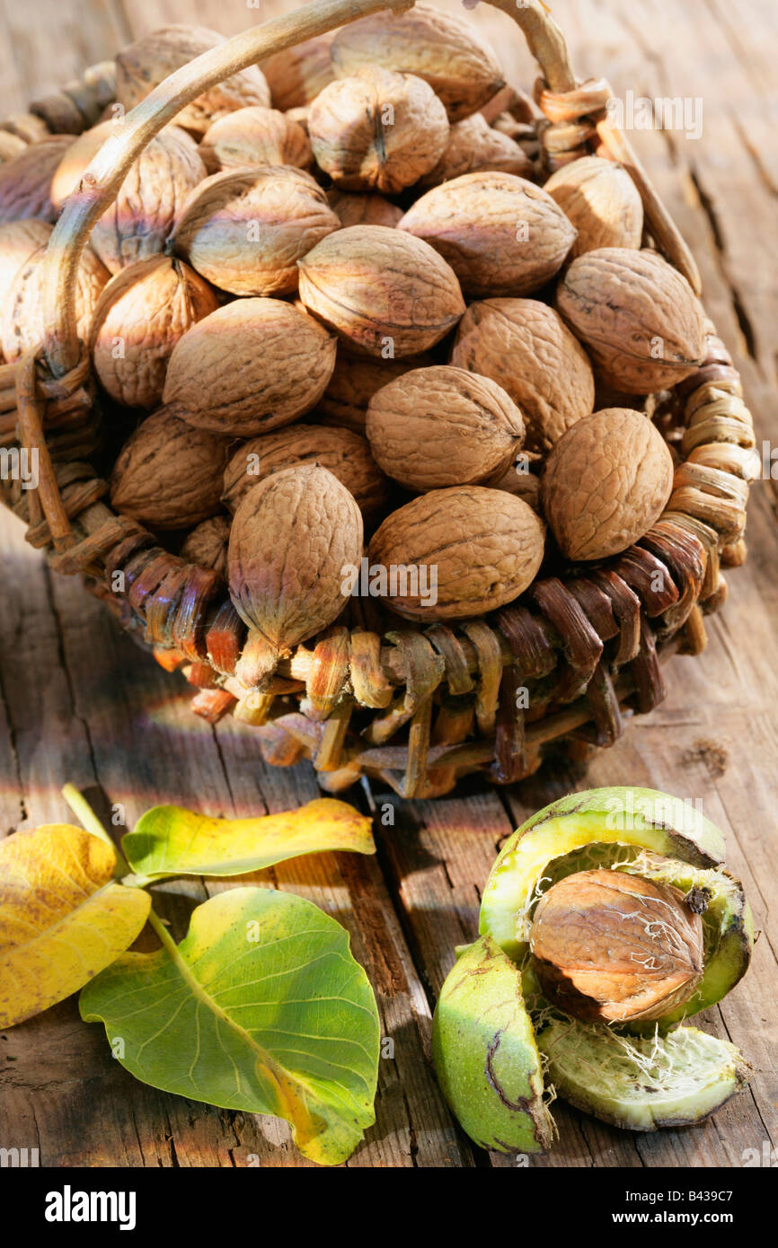 Basket cockle hi-res stock photography and images - Alamy