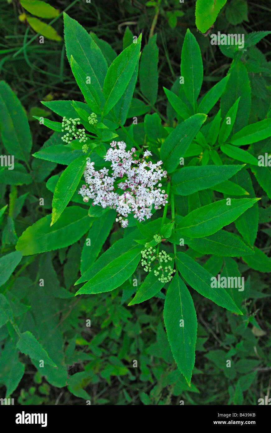 Danewort Dwarf Elder European Dwarf Elder Walewort (Sambucus ebulus ...