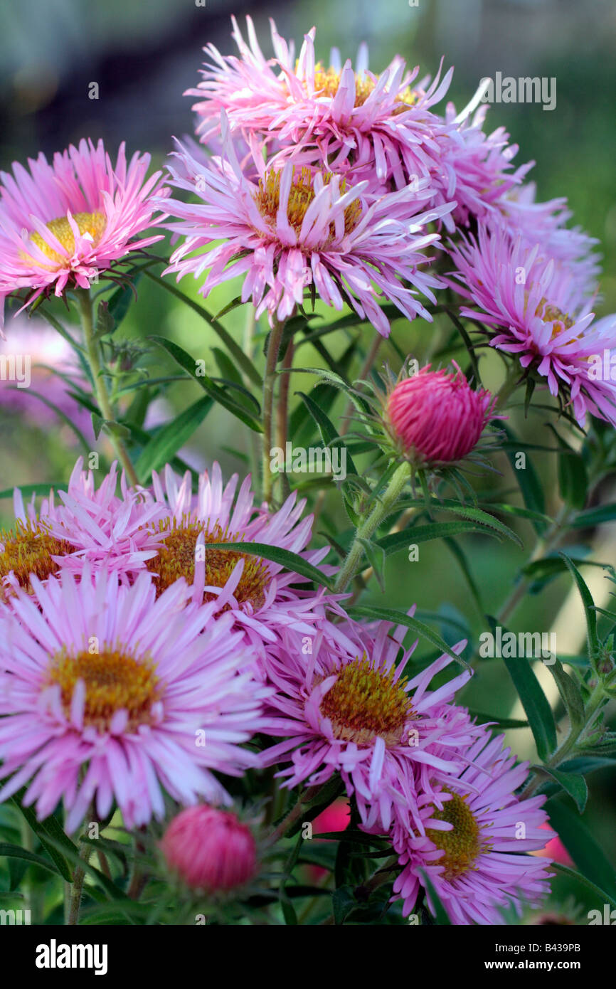 ASTER NOVAE ANGLIAE PINK PARFAIT Stock Photo - Alamy