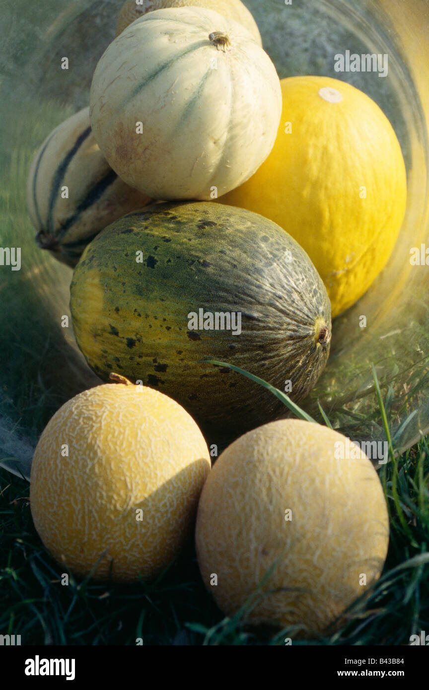 Selection of melons Stock Photo - Alamy