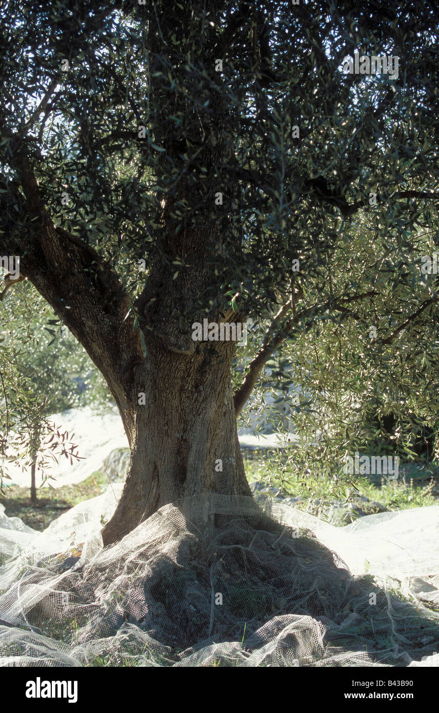 Oliver grove hi-res stock photography and images - Alamy