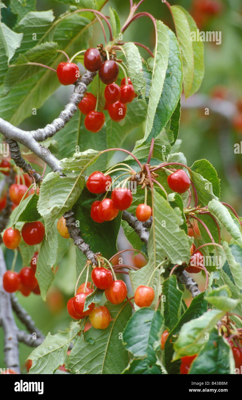 Cherries on the tree Stock Photo - Alamy