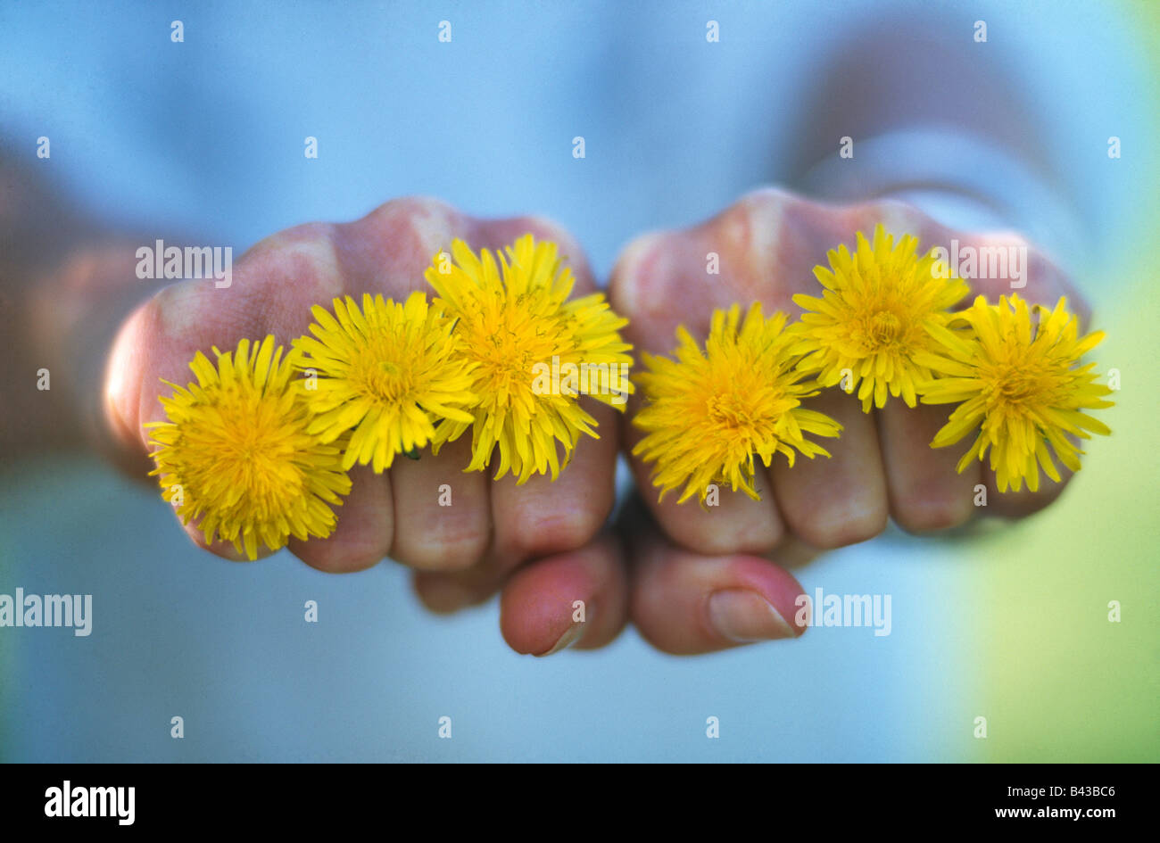 Hands holding dandelion flowers Stock Photo - Alamy