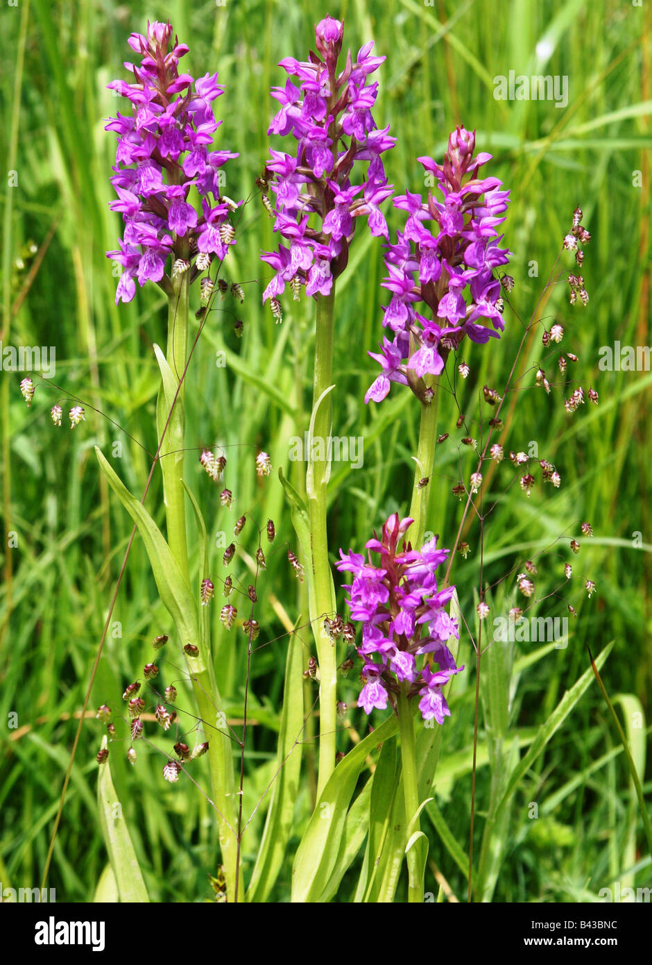 Late wild orchid uk hi-res stock photography and images - Alamy