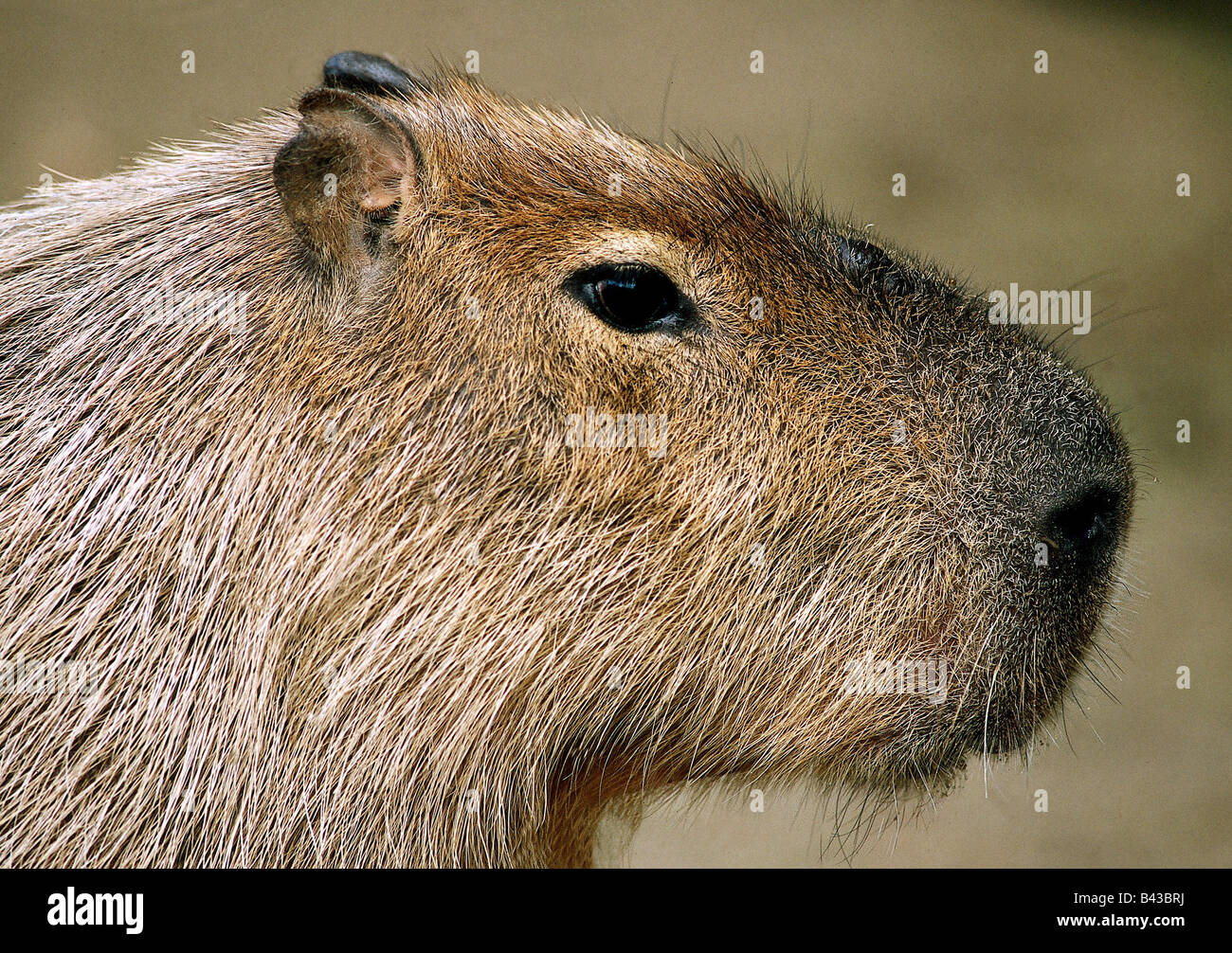 South America Soam High Resolution Stock Photography and Images - Alamy