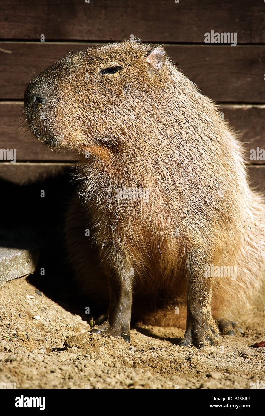 zoology / animals, mammal / mammalian, Capybara, (Hydrochaeris ...