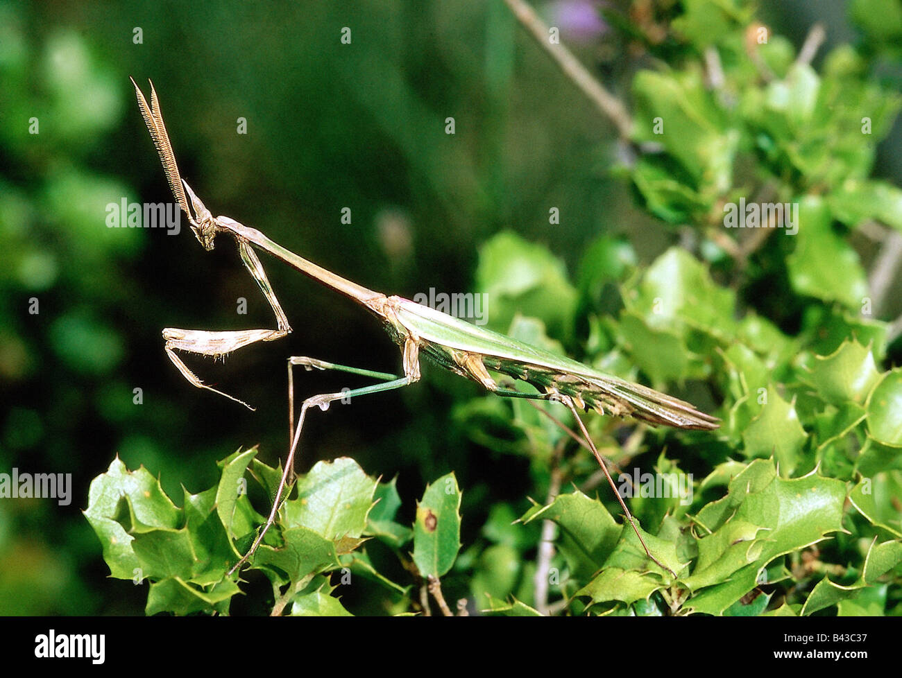 zoology / animals, insects, praying mantids, Cone head mantis "Nymph ...