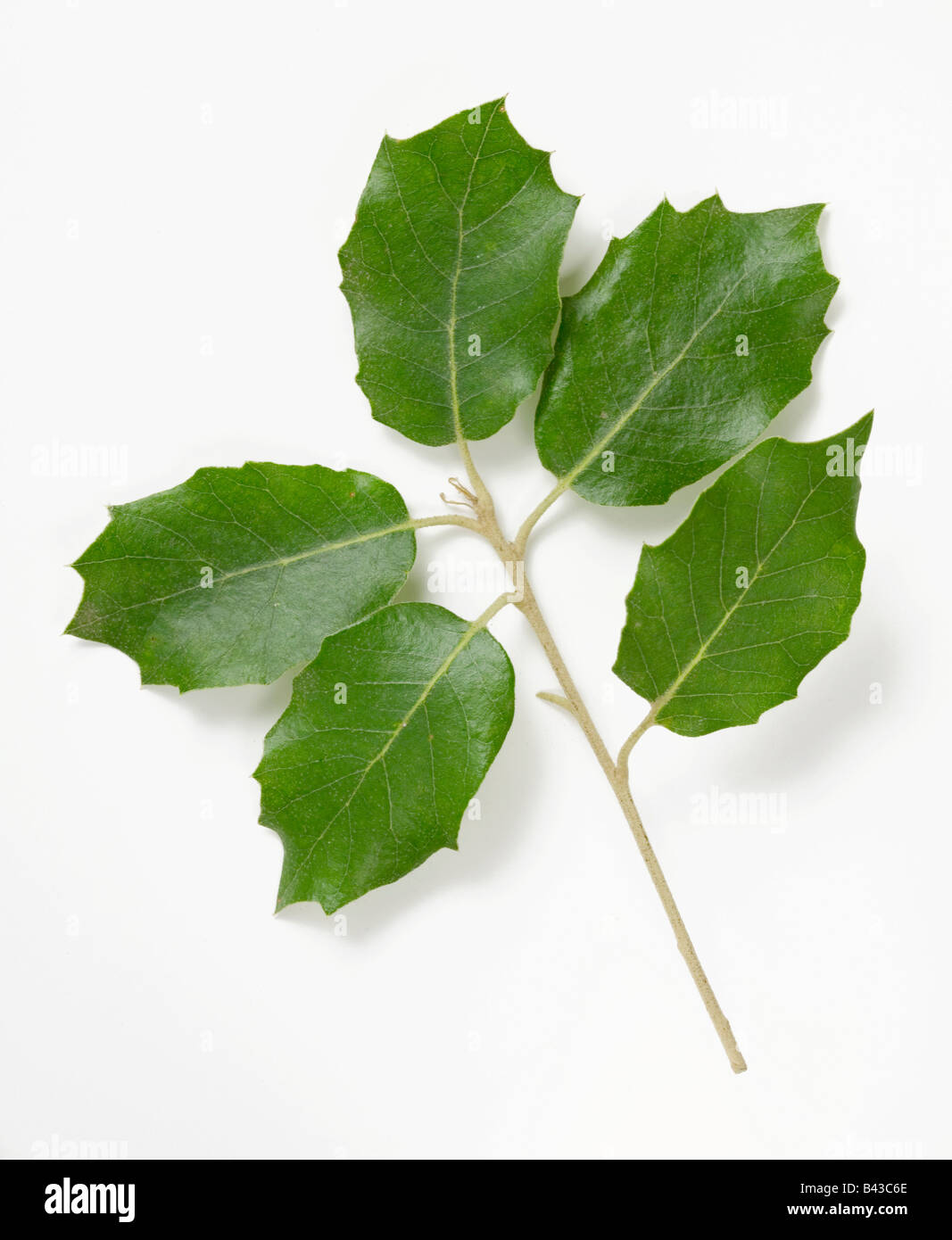 Oak sprig hi-res stock photography and images - Alamy