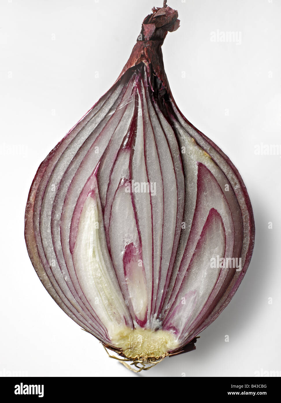 Red onion cut in half Stock Photo - Alamy