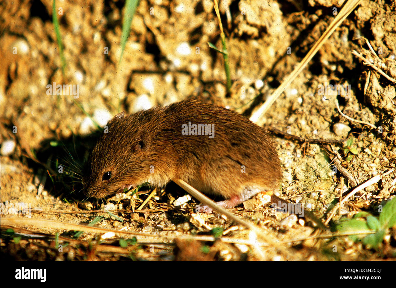 zoology / animals, mammal / mammalian, mouses, field vole, (Microtus ...