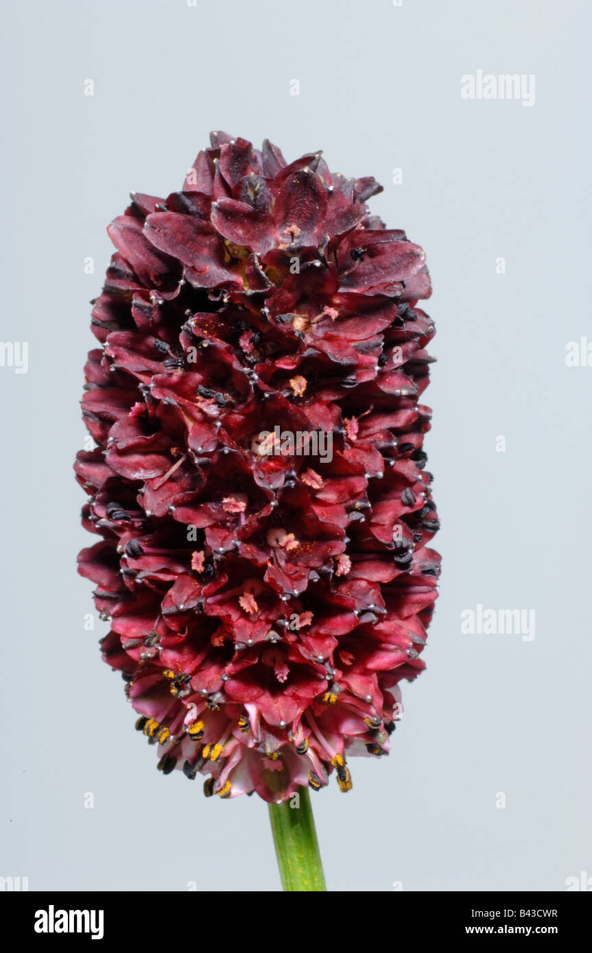 Great Burnet (Sanguisorba officinalis), flower, studio picture Stock ...