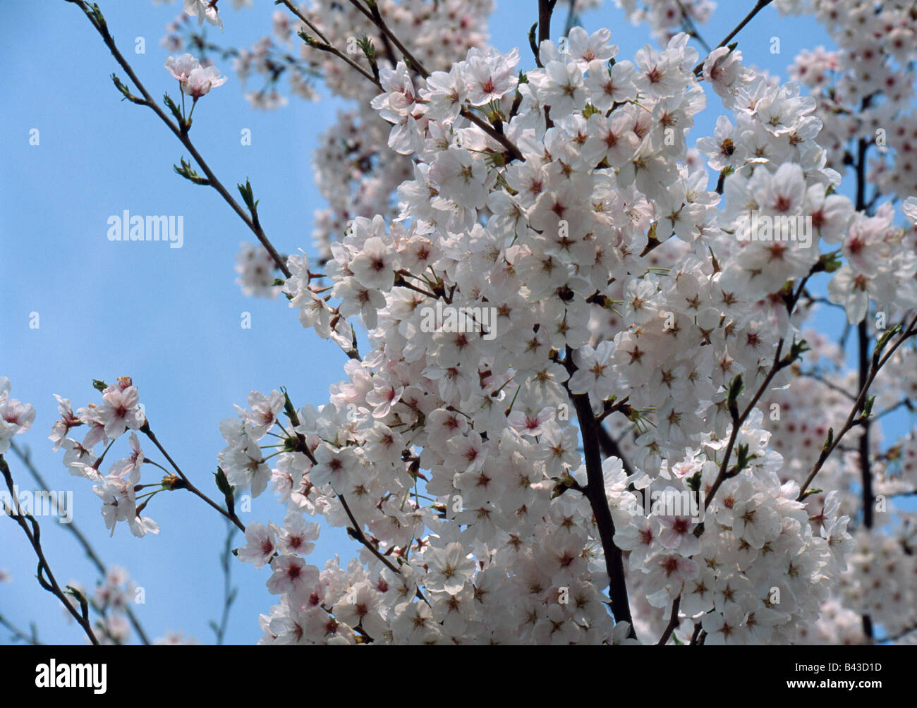 Chinese almond tree Stock Photo - Alamy