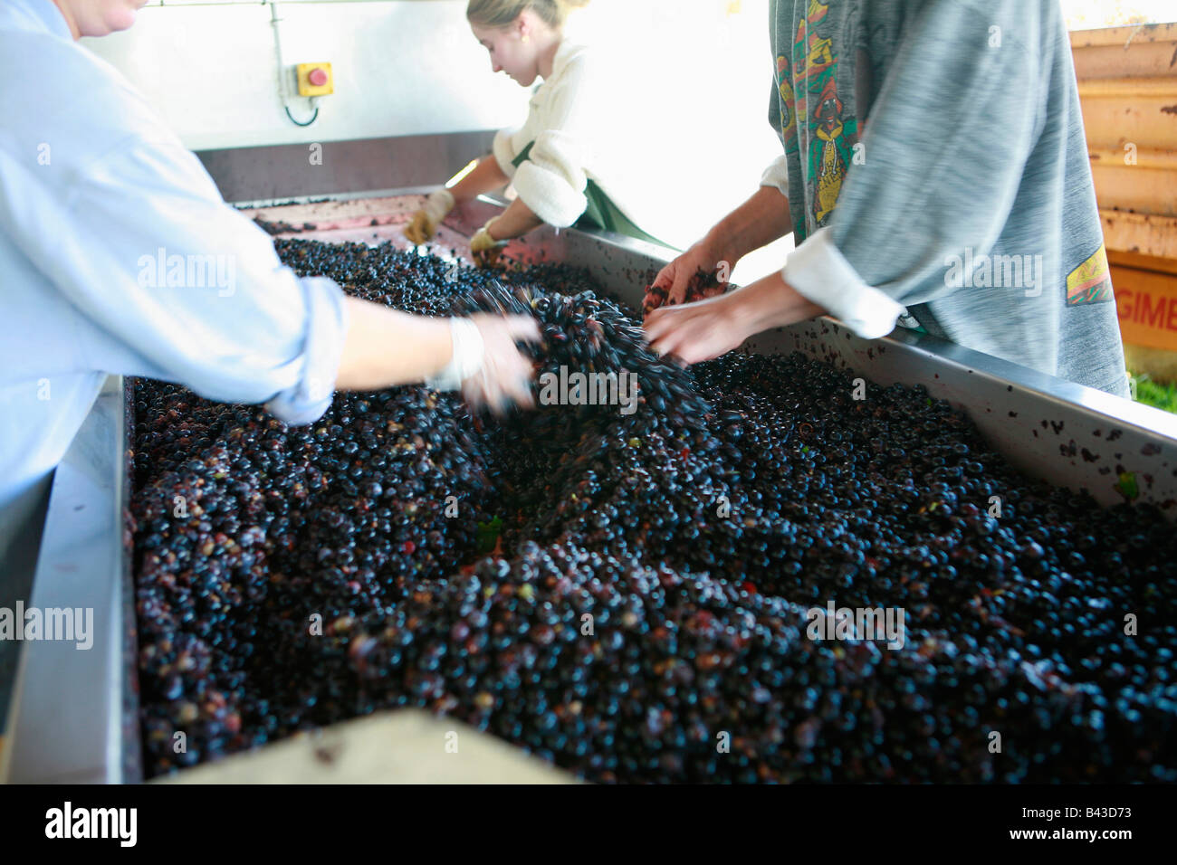 Taking the grapes off the stems Stock Photo - Alamy