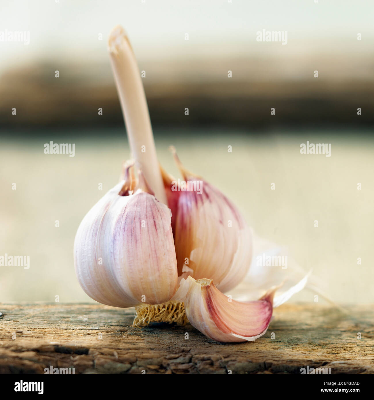 Garlic pod hi-res stock photography and images - Alamy