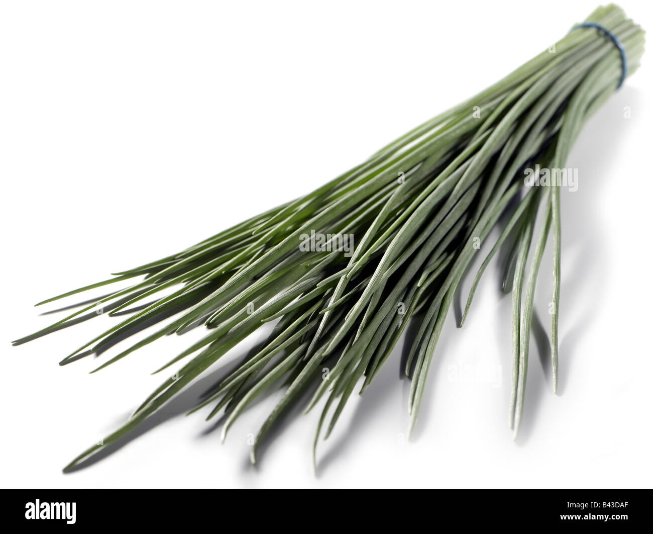 bunch of chives Stock Photo - Alamy