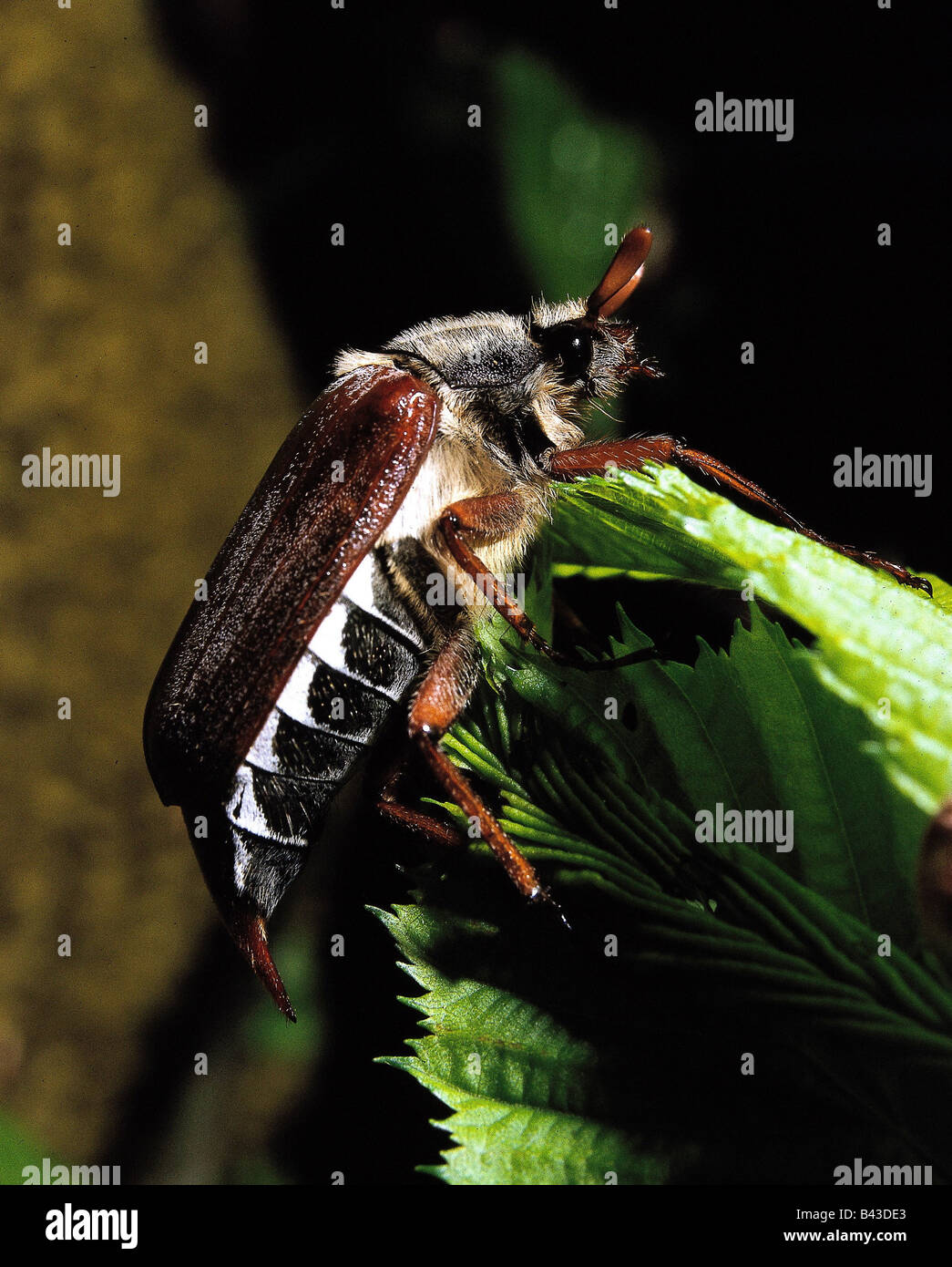 Coleoptera insects hi-res stock photography and images - Alamy