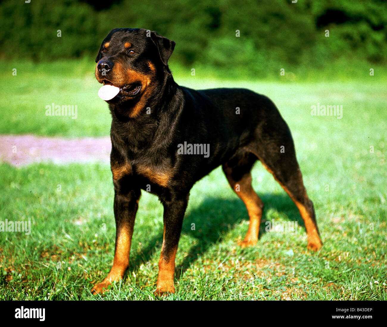 Rottweiler canis familiaris hi-res stock photography and images - Alamy