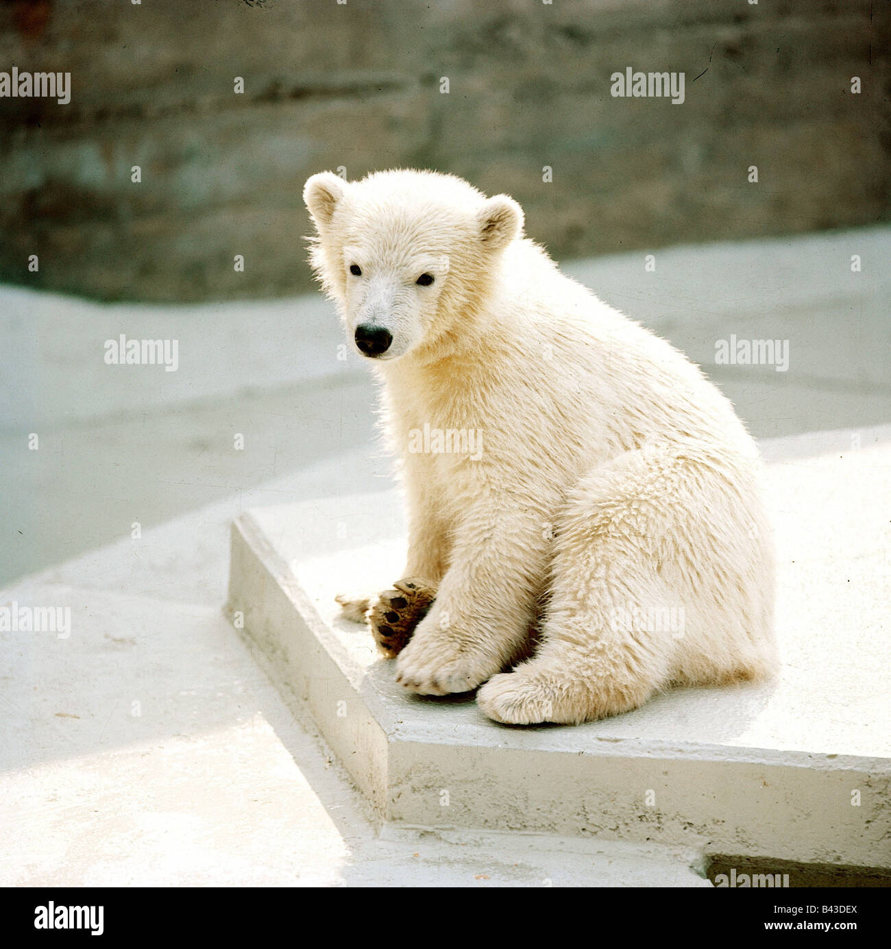 zoology / animals, mammal / mammalian, bears, polar bear, (Ursus ...