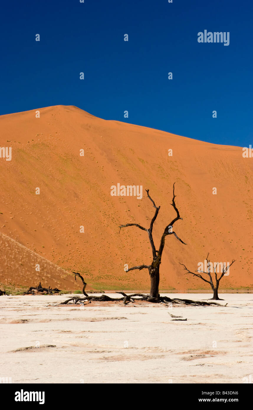 Namibia desert red dunes dead trees hi-res stock photography and images ...