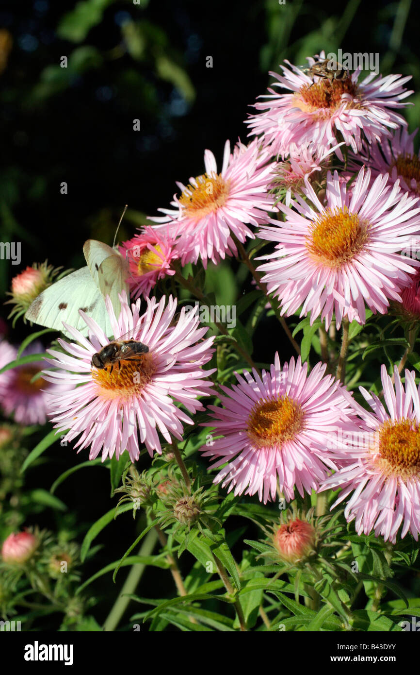 Aster novae angliae pink parfait hi-res stock photography and images ...