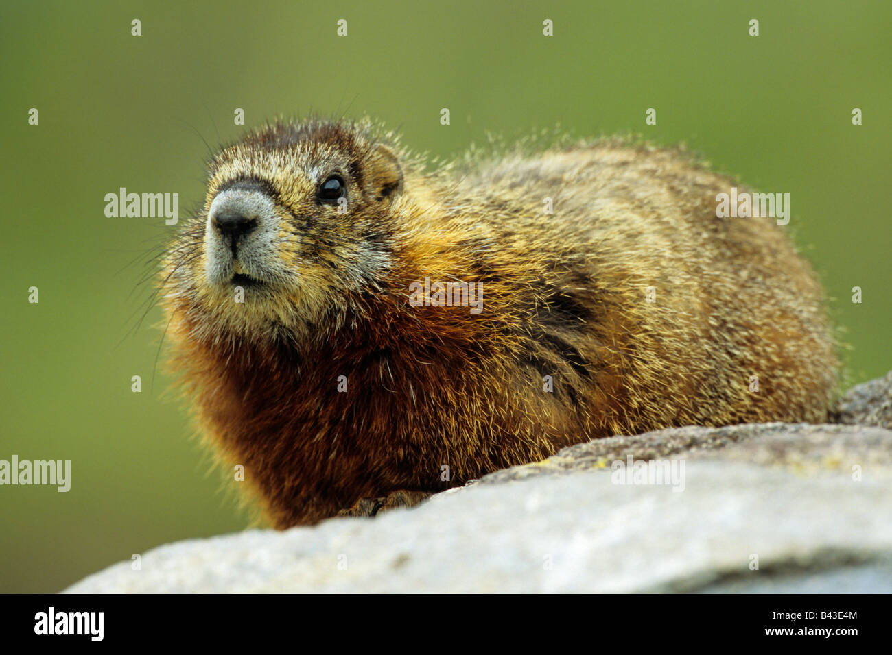Yellow Bellied Marmot Marmota flaviventris lying on a rock making eye ...