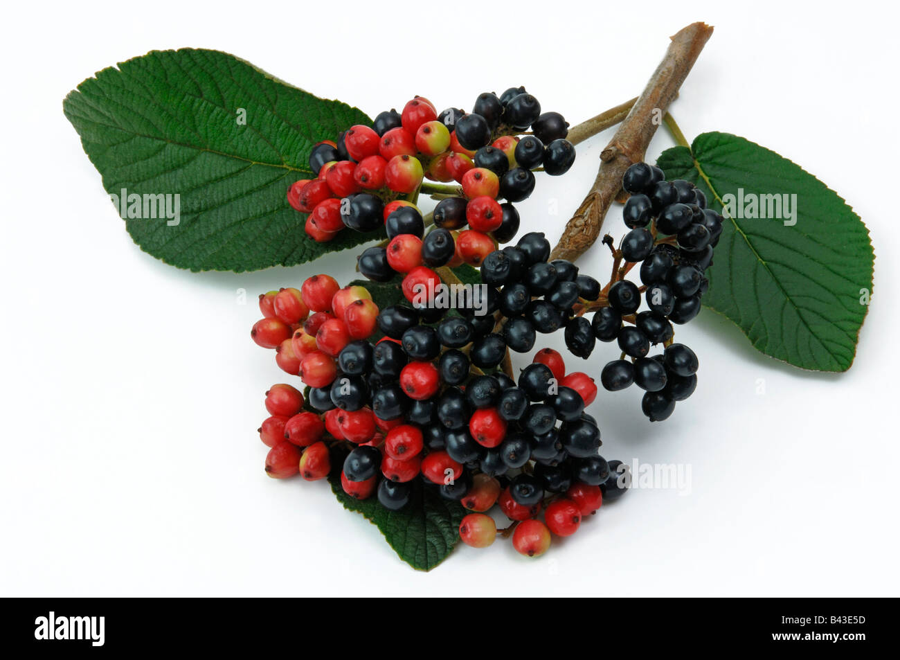 Wayfaring Tree, Hoarwithy Twistwood Meal Tree (Viburnum lantana ...