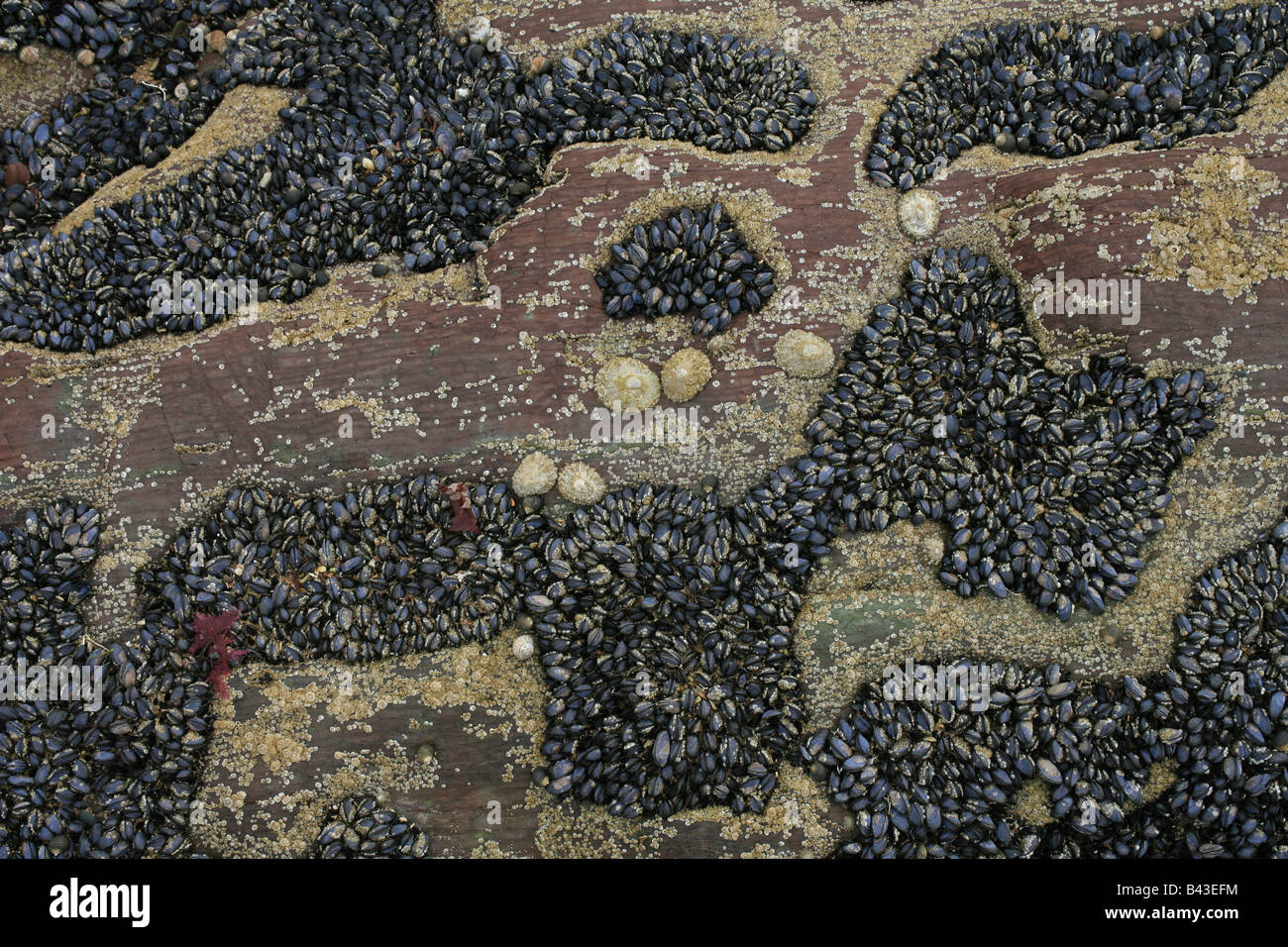 Cockle shell patterns Stock Photo - Alamy