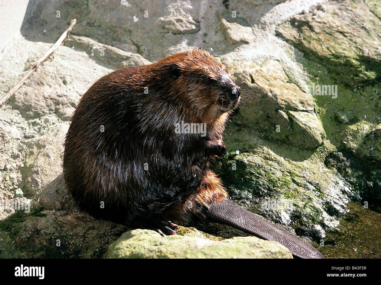 zoology / animals, mammal / mammalian, beaver (Castor canadensis ...