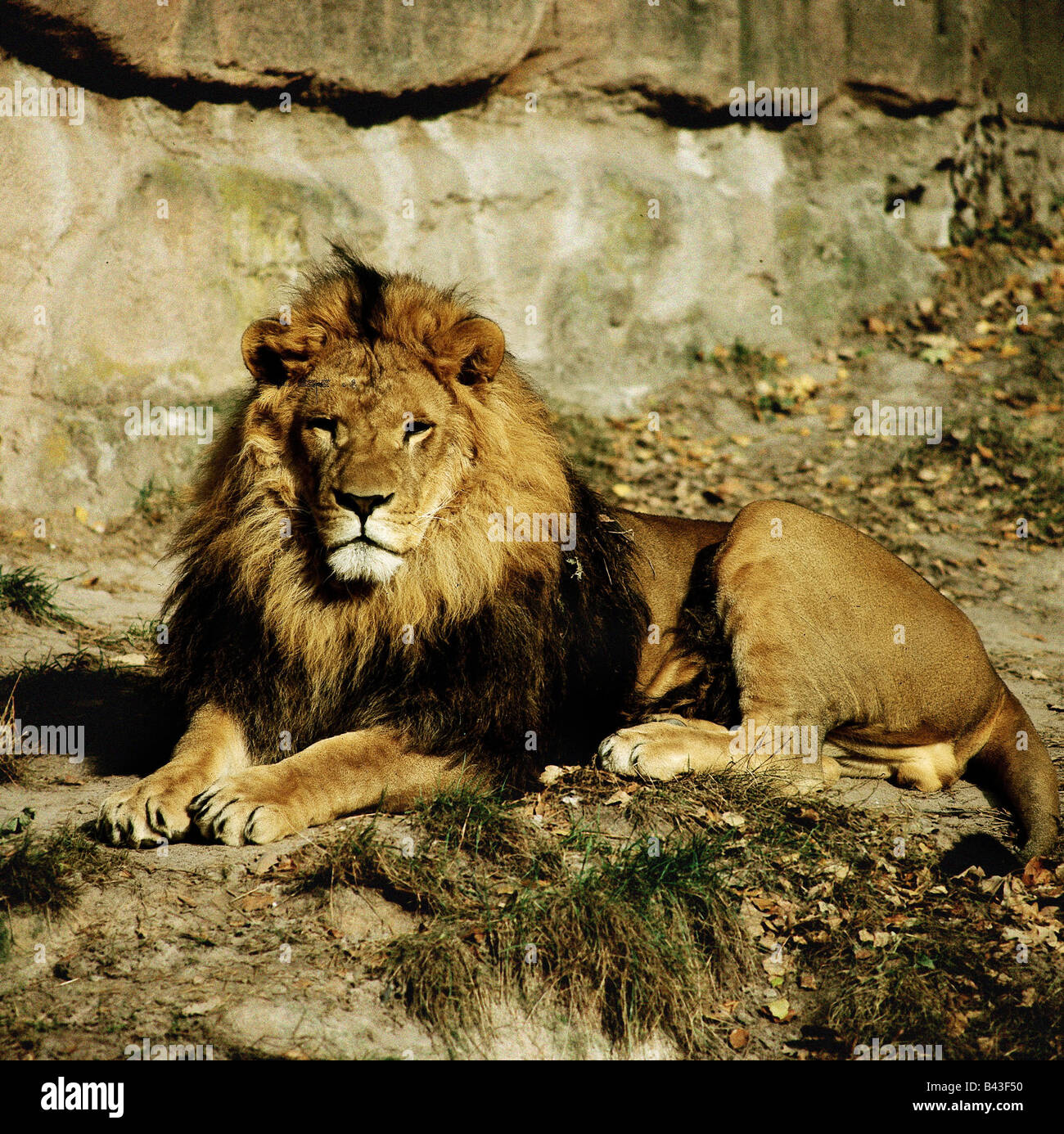 zoology / animals, mammal / mammalian, Felidae, Lion (Panthera leo ...